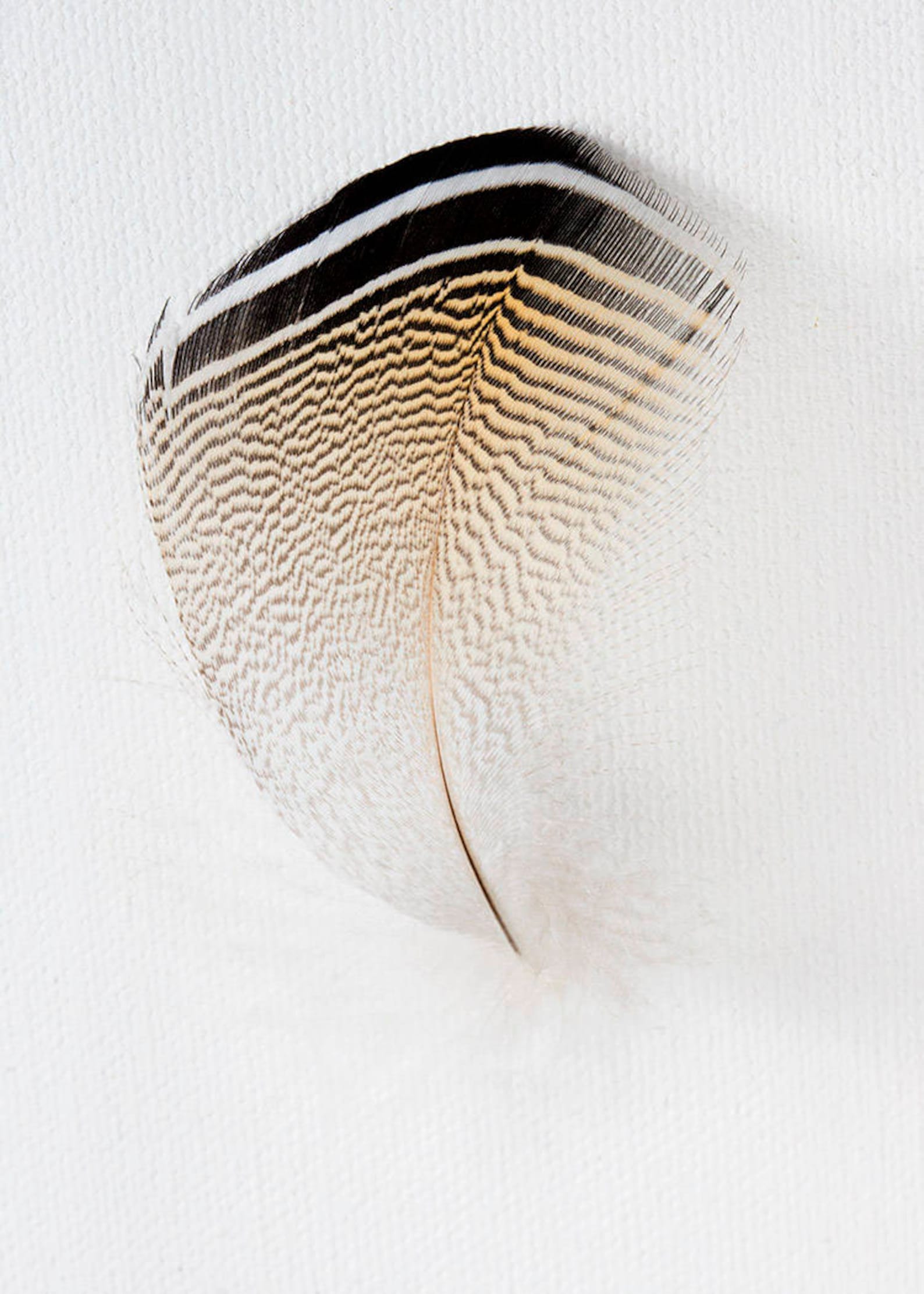 Wood Duck Feather Fine Art Photography Print, Neutral Home Decor - Etsy