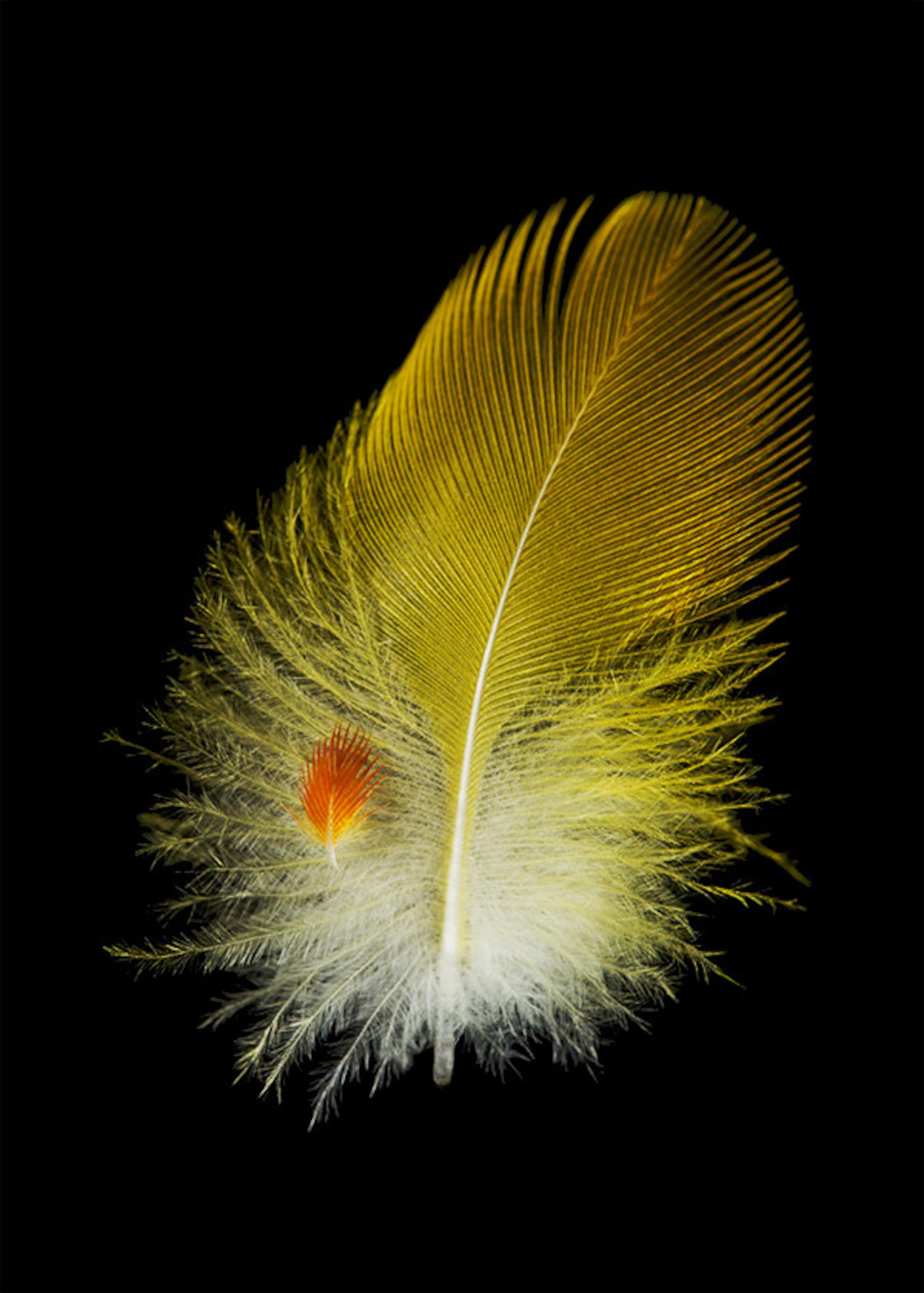 Parrot Feather Portrait Photography Print - Bird - Fine Art Photograph ...
