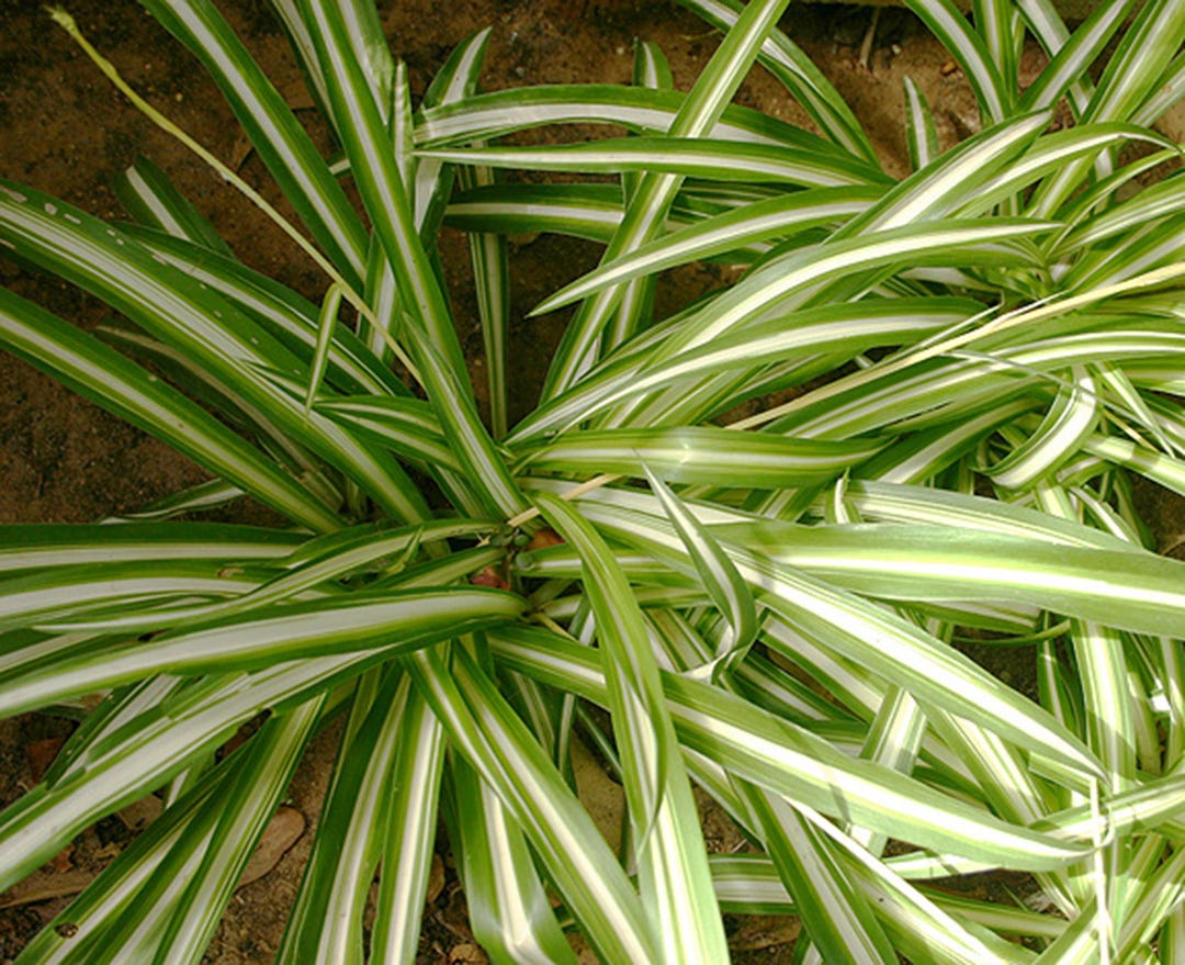 Variegated SPIDER / AIRPLANE Plant - Rooted Live Starter Size 6 - 7" or ...