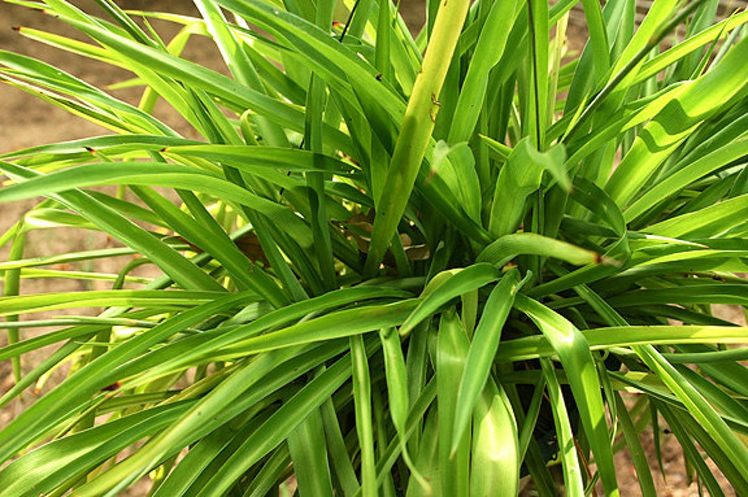 Solid Green SPIDER / AIRPLANE Plant - Rooted Live Starter Size 8 - 9 ...