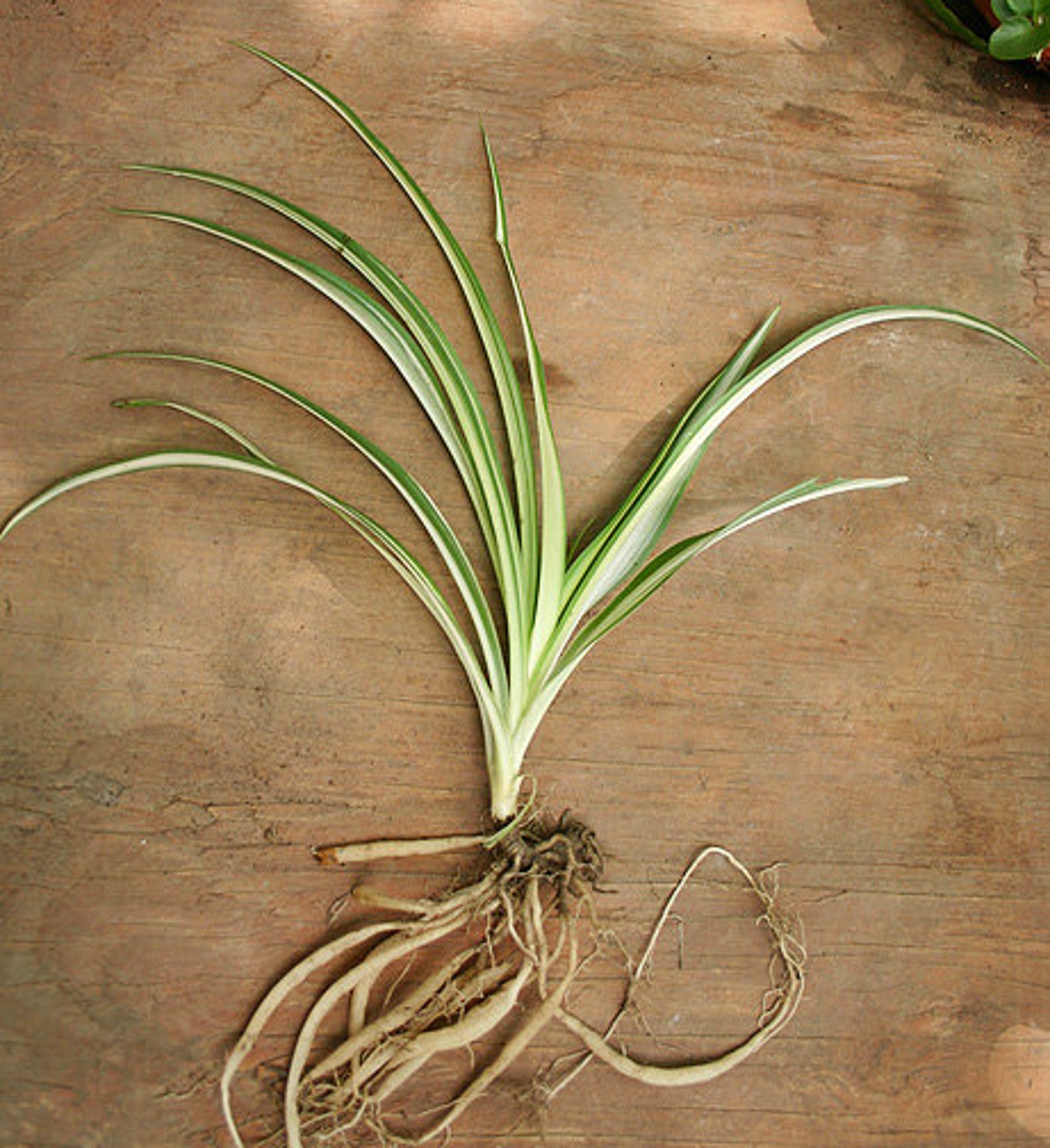 Variegated SPIDER / AIRPLANE Plant Rooted Live Starter Size - Etsy