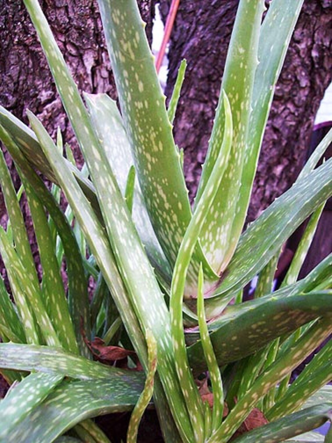 ALOE VERA Plant Medicinal Burn Aid Starter Size 6-7 - Etsy
