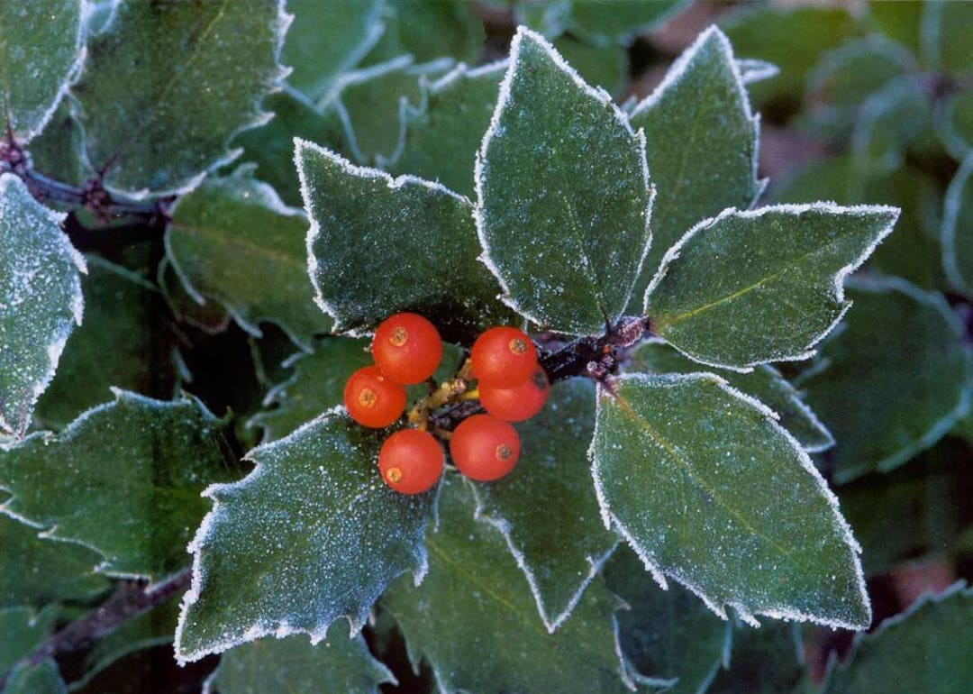 Holly Berry Holiday Scent Home Fragrance Diffuser Oils Uncut .5 1/2oz ...