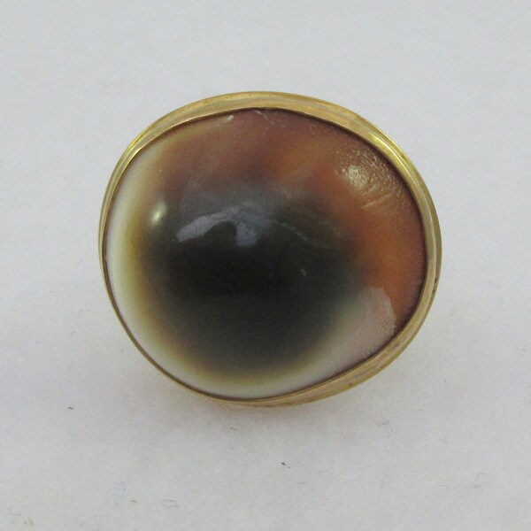 Operculum Shell - Etsy