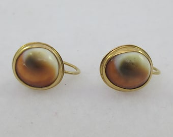 Operculum Shell - Etsy