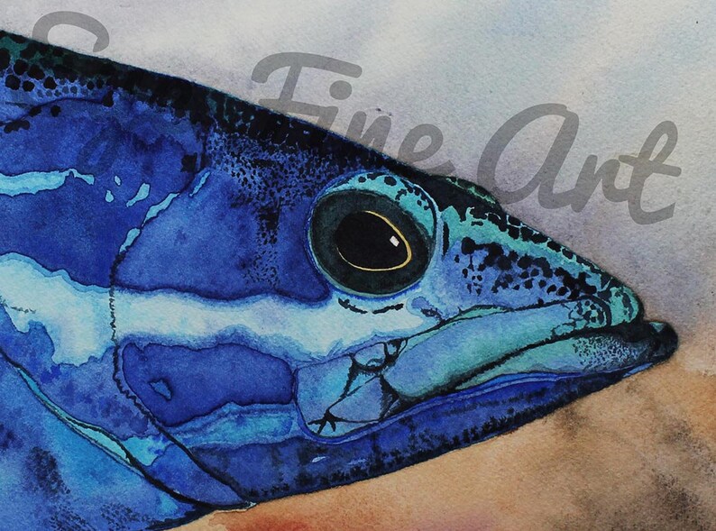 Blue Grouper Fish Watercolor Art Painting Sapphire Blue High Quality ...