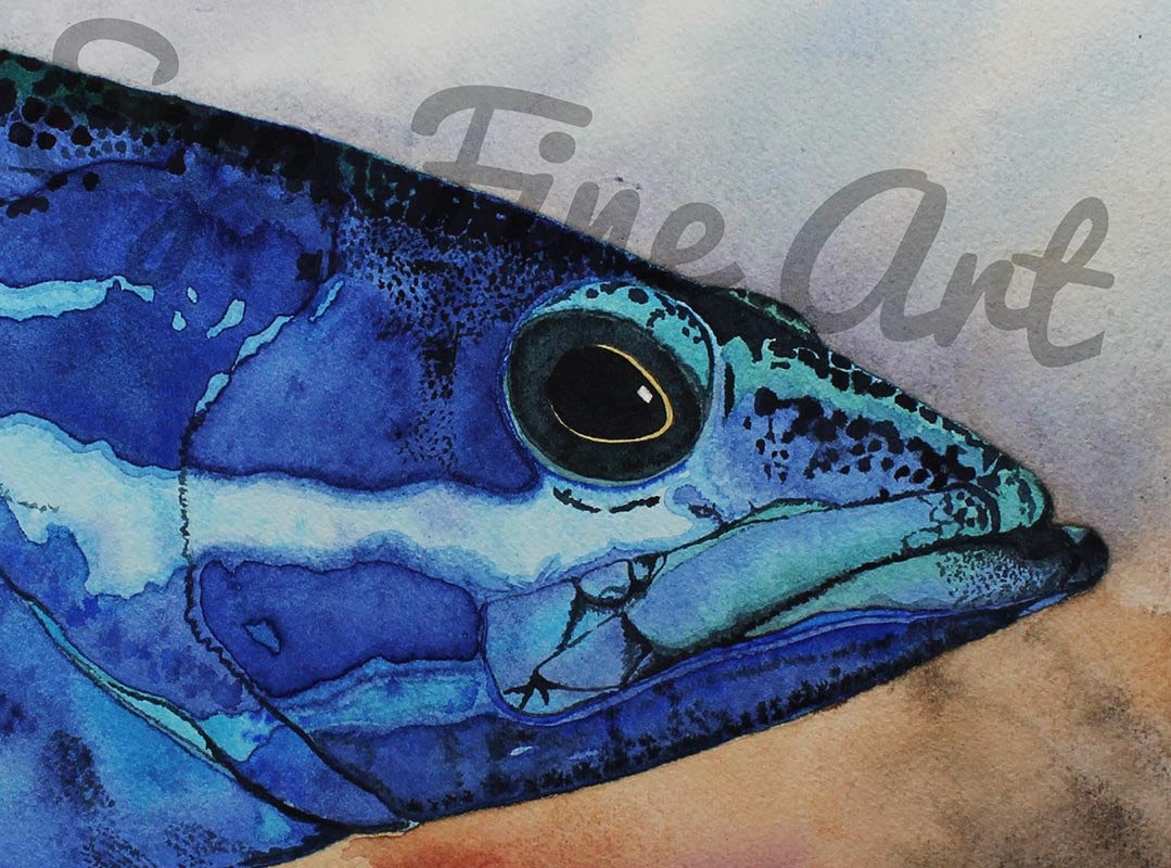 Blue Grouper Fish Watercolor Art Painting Sapphire Blue High Quality ...
