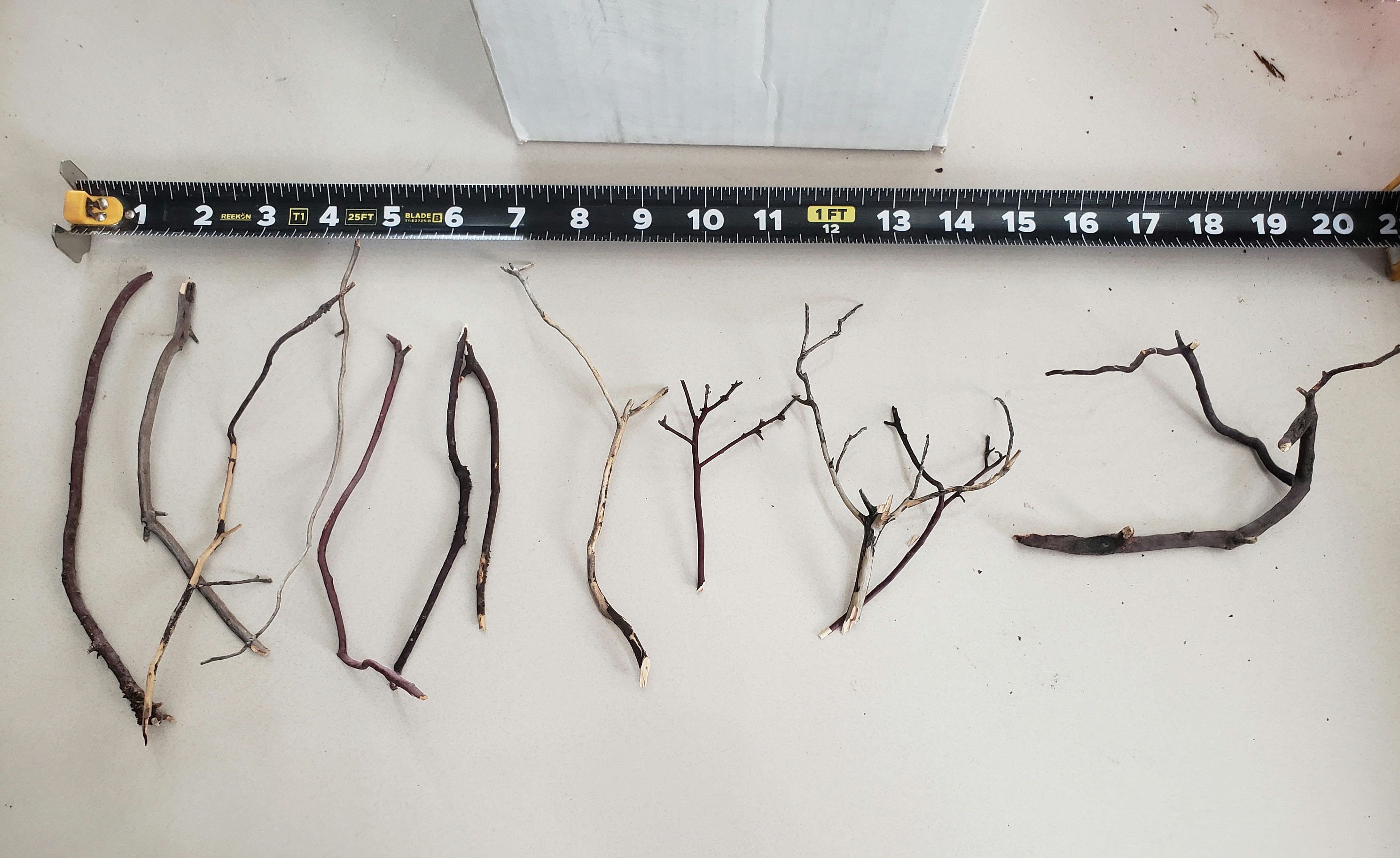 Small Box Full of Mini Manzanita Twigs, Tiny Trees for Crafting - Etsy