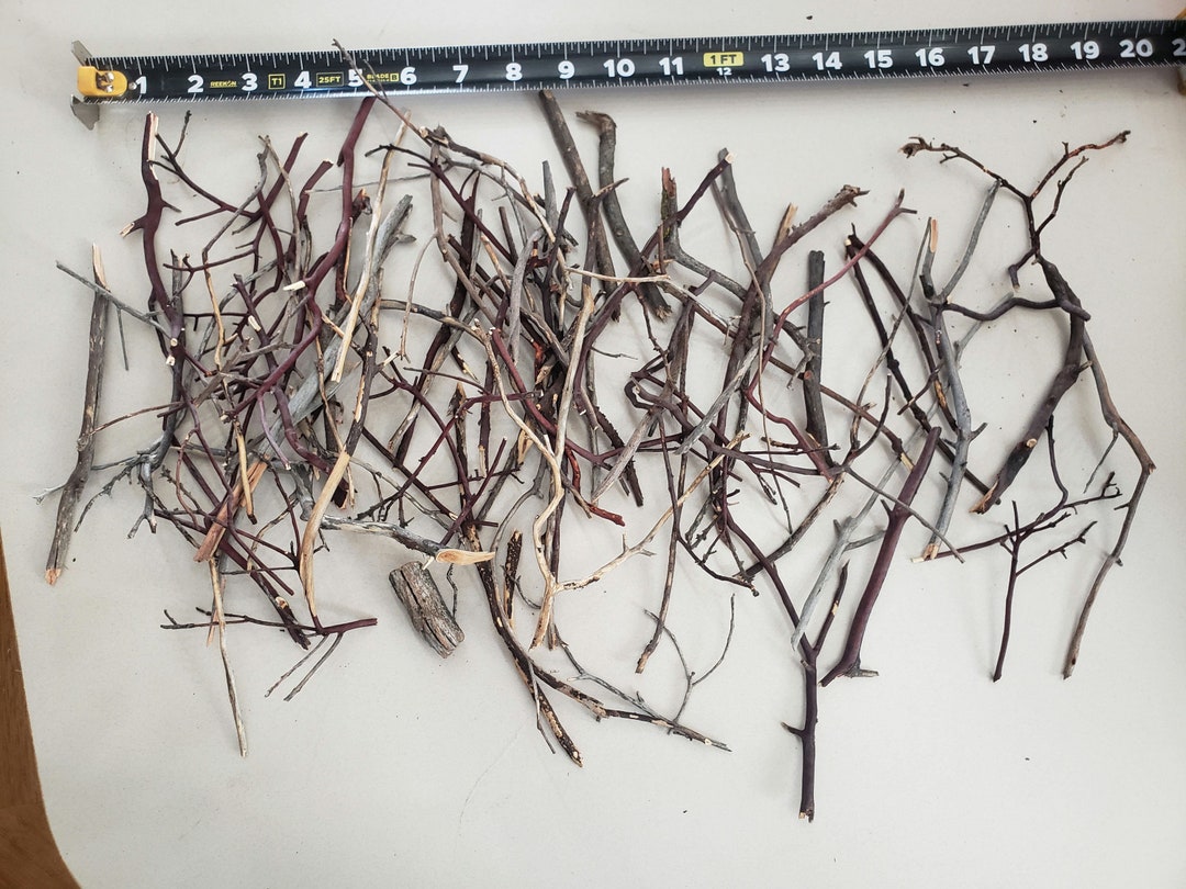 Small Box Full of Mini Manzanita Twigs, Tiny Trees for Crafting - Etsy