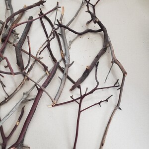Small Box Full of Mini Manzanita Twigs, Tiny Trees for Crafting - Etsy