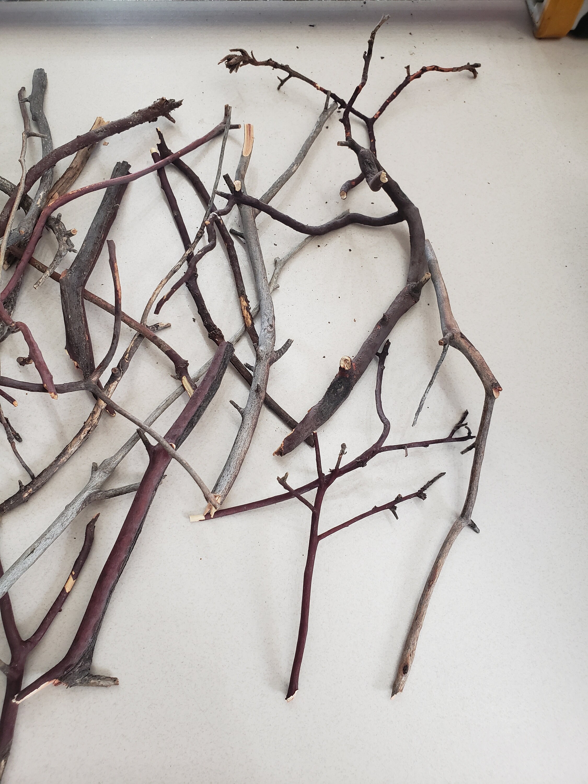 Small Box Full of Mini Manzanita Twigs, Tiny Trees for Crafting - Etsy