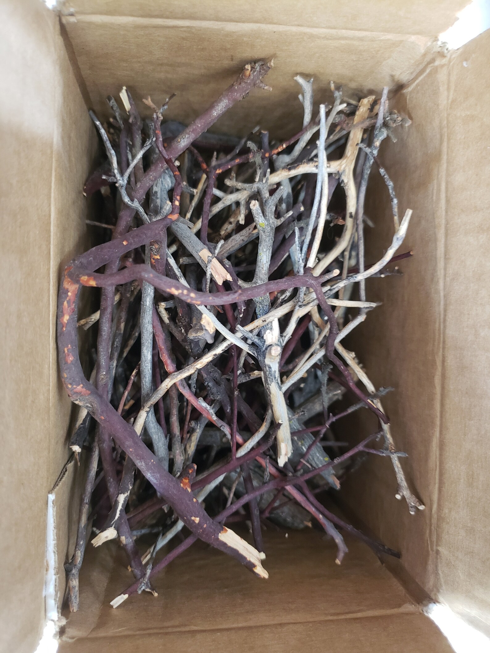Small Box Full of Mini Manzanita Twigs, Tiny Trees for Crafting - Etsy