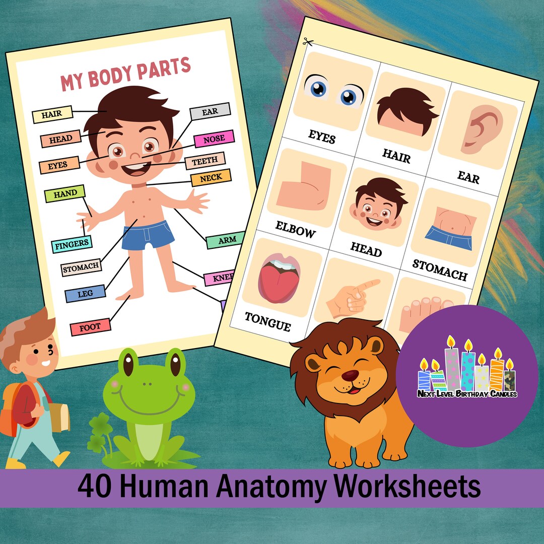 40 Human Anatomy Worksheets Instant Printable Sheets Downloadable ...