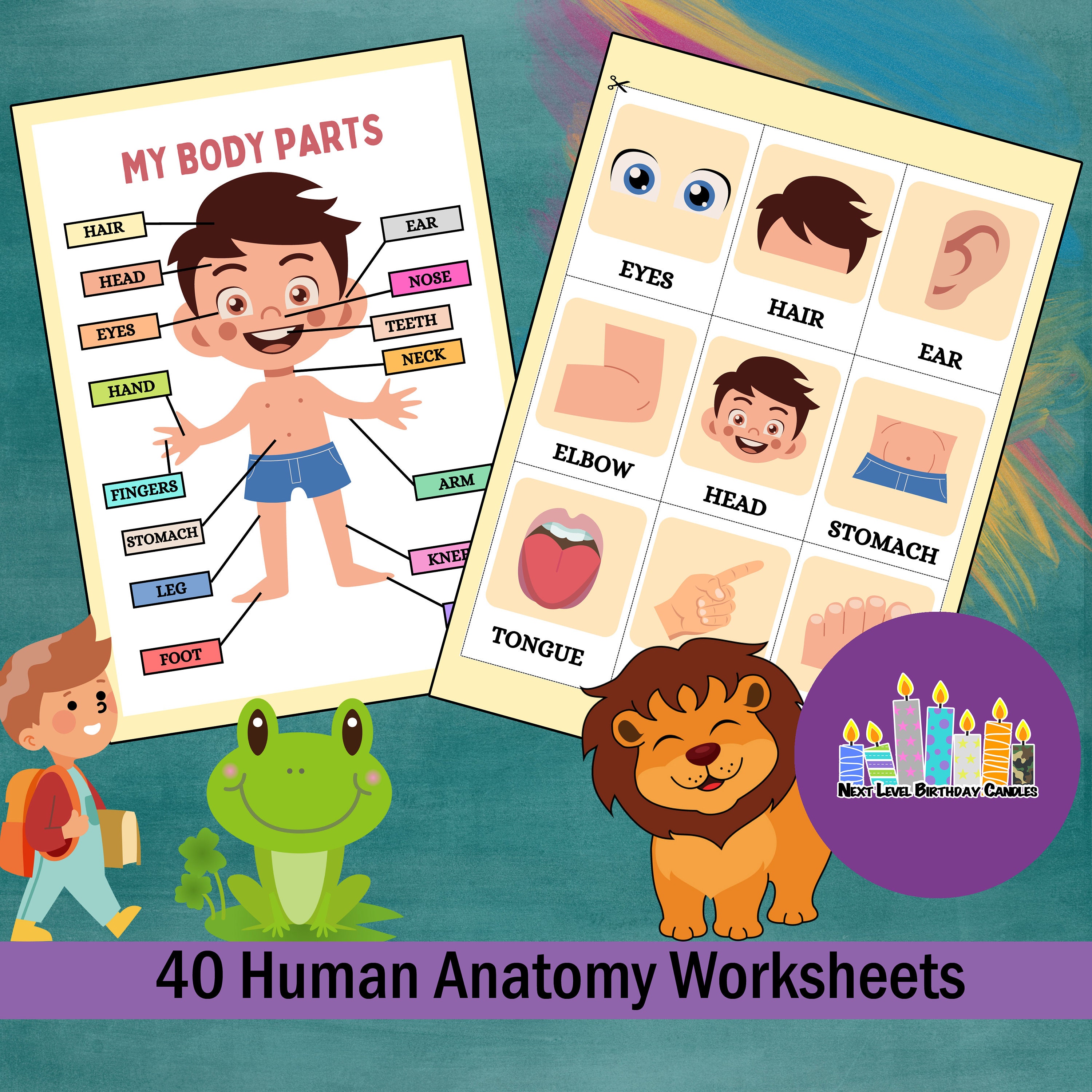 40 Human Anatomy Worksheets Instant Printable Sheets Downloadable ...