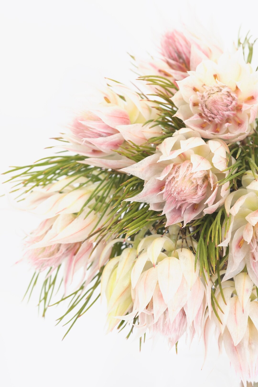 Blushing Bride Flower Photography Print Home Decor Fine - Etsy