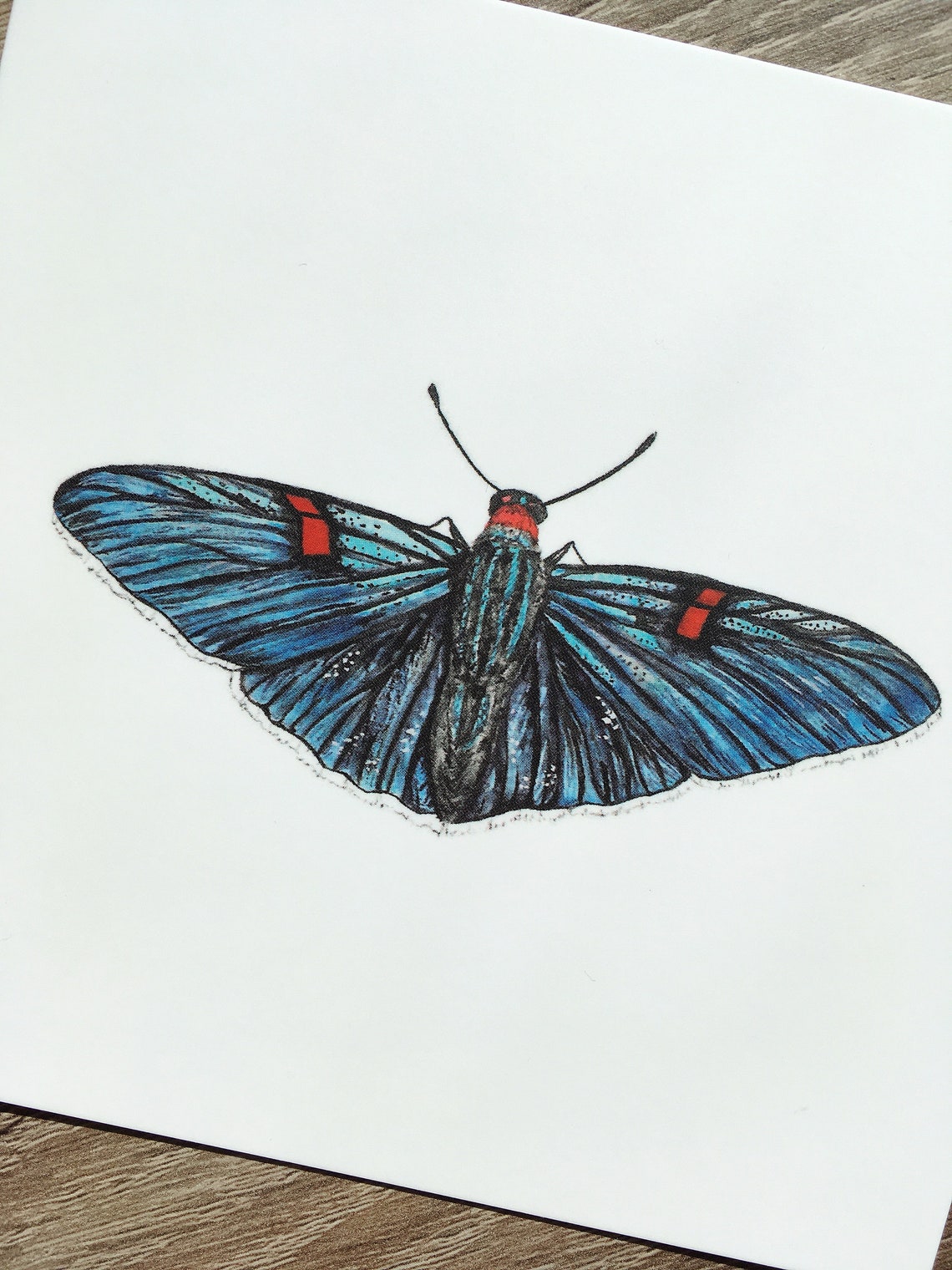 Square Postcard, Guava Skipper Butterfly, Phocides Polybius - Etsy