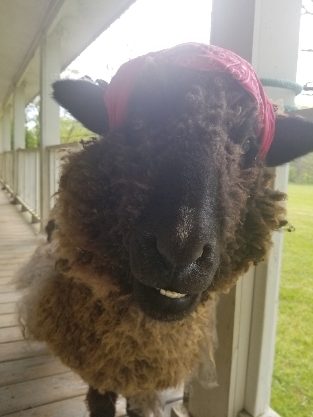 1 Pound Long Wool Locks Back in Stock - Romney and Romney Mix - Hand ...