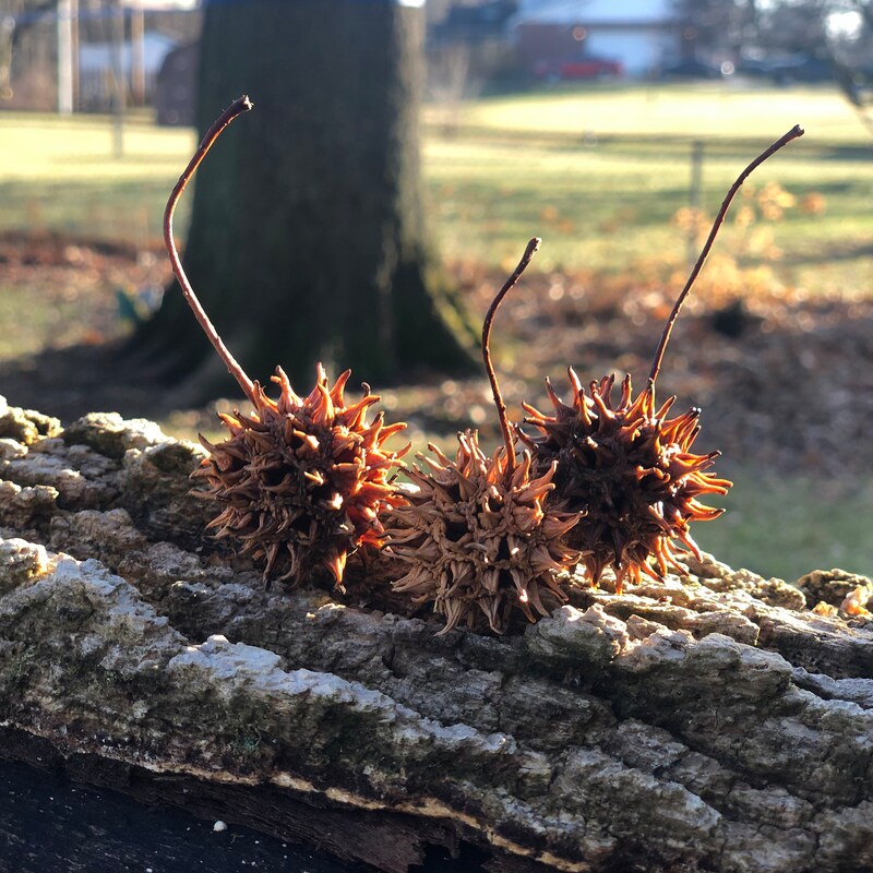 Sweet Gum - Etsy