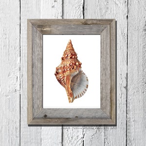 Coastal Decor Sea Shell Print No.3 Conch Shell Sea Life Beach Cottage ...
