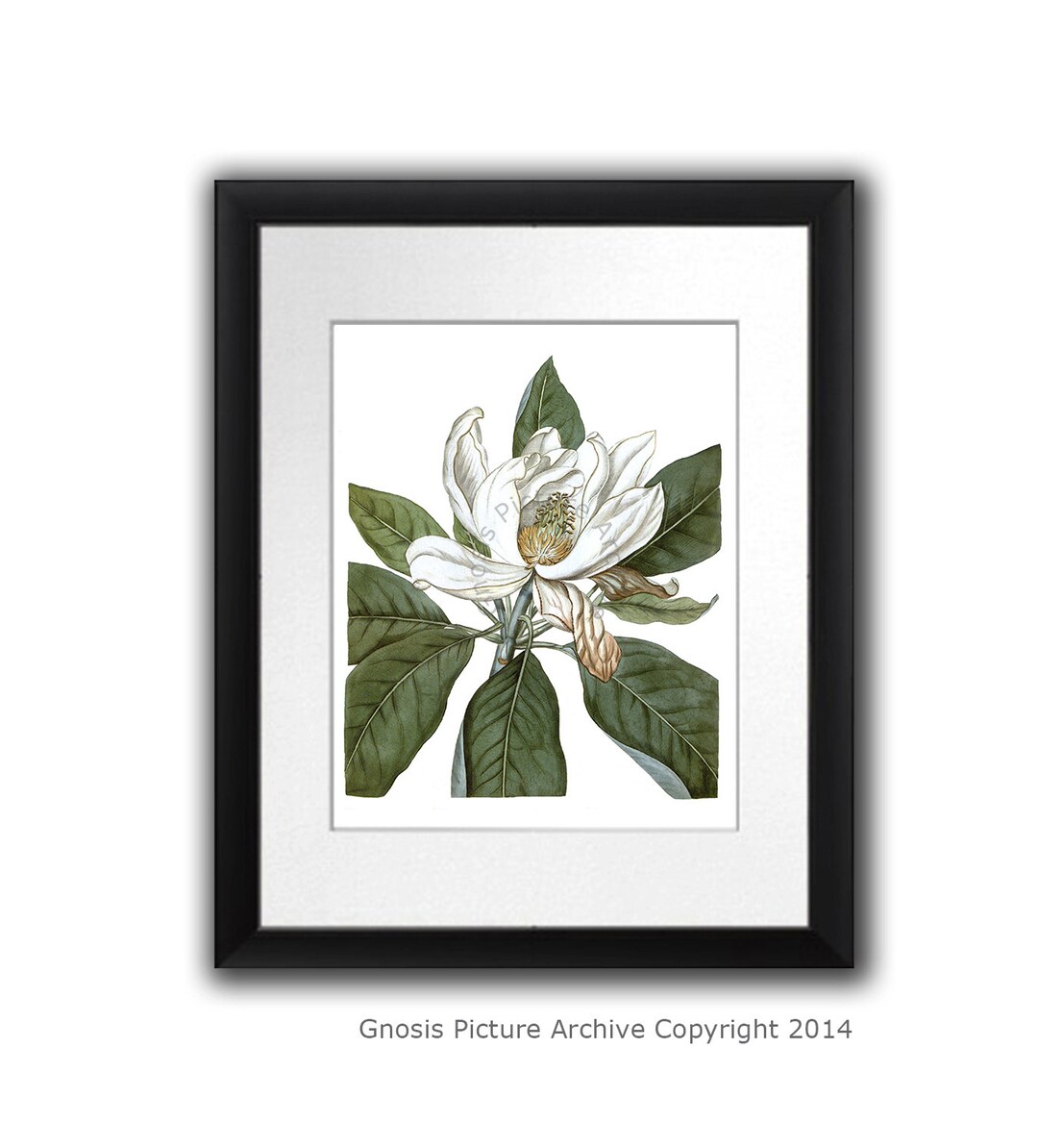 Magnolia Painting, White Magnolia Flower Art Print #6, Botanical Art ...