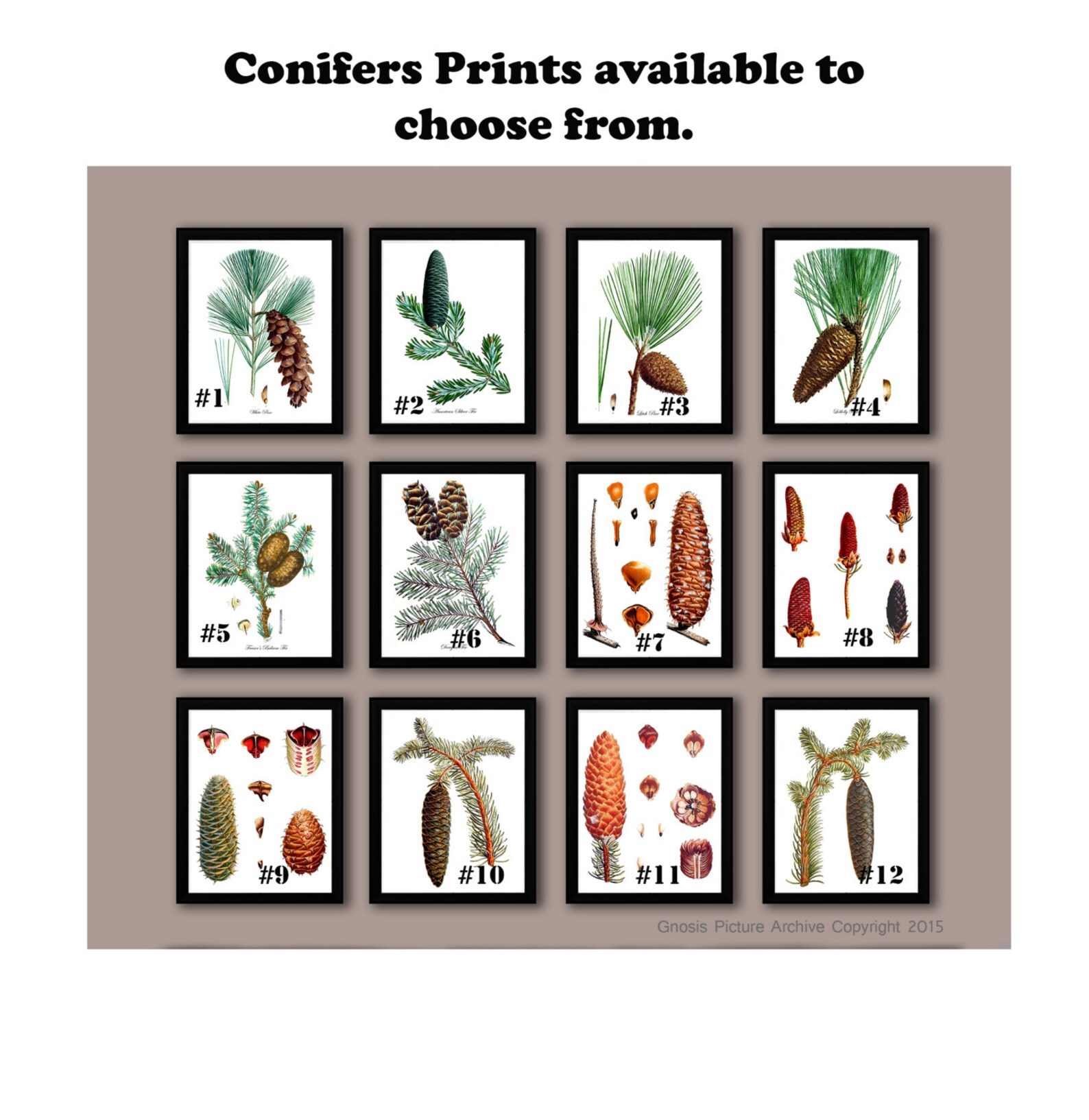 Forest Art Print Conifers Prints Set of 12, Botanical Art Print Pine ...