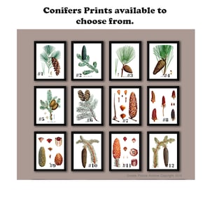 Forest Art Print Conifers Prints Set of 12, Botanical Art Print Pine ...