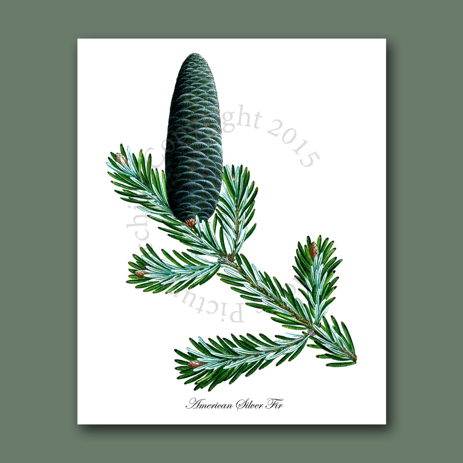 Antique Botanical Print Conifers Print #2 American Silver Fir Evergreen ...