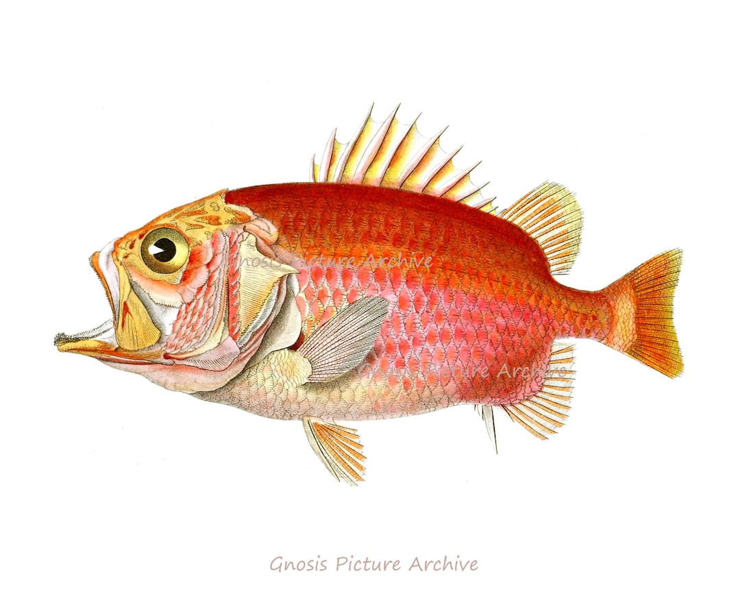 Antique Fish Print No.6 Fanciful Red Tropical Coral Reef Fish Wall Art ...