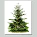 Christmas Decor Set of 6 Art Prints, Christmas Tree, Poinsettia ...