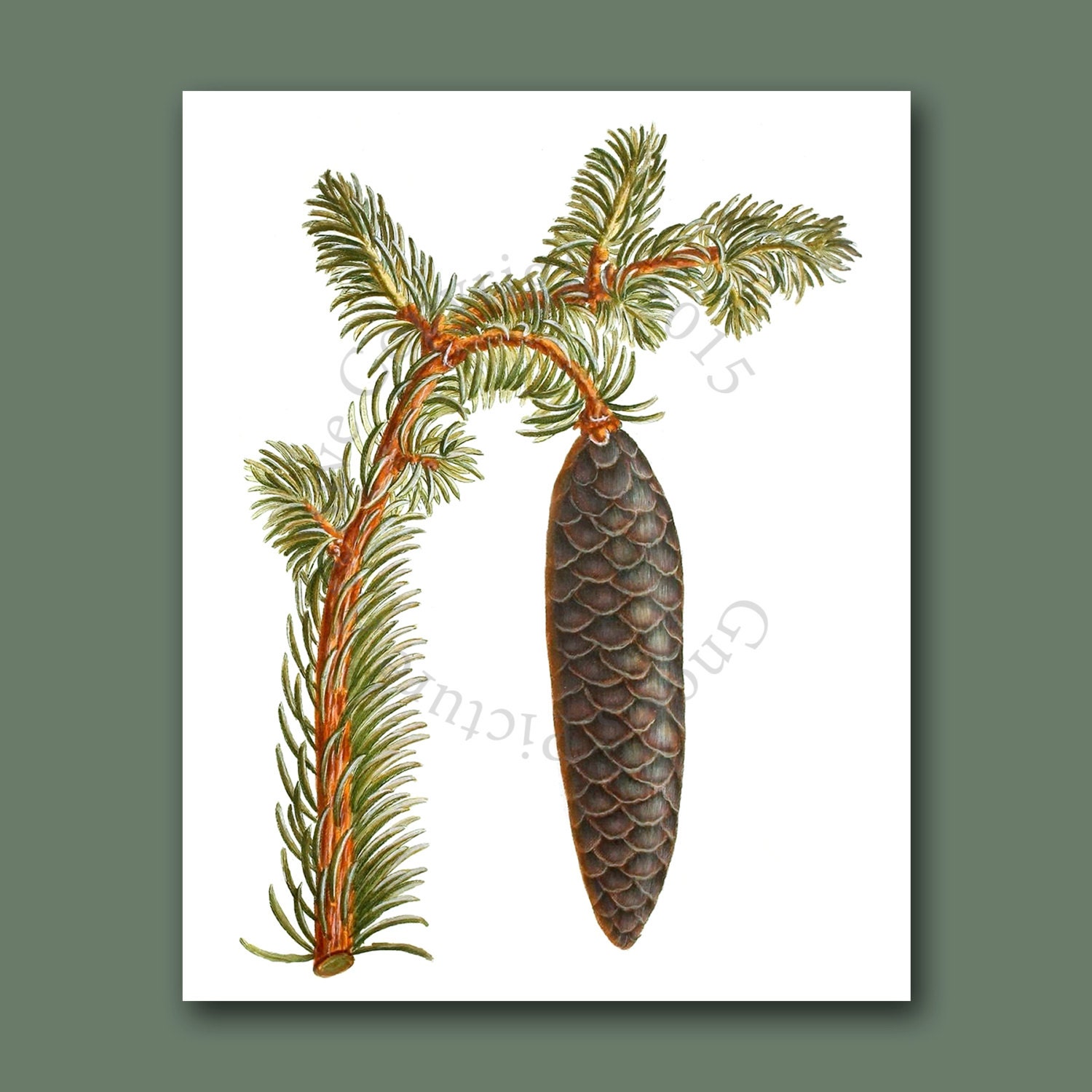 Antique Botanical Art Wall Hanging Conifers Print #12 Pinecone Winter ...