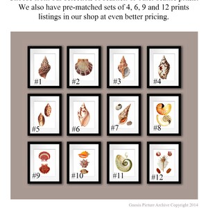 Beach Theme Decor Sea Shell Print No.10 Wall Decor Sea Shell Coastal ...