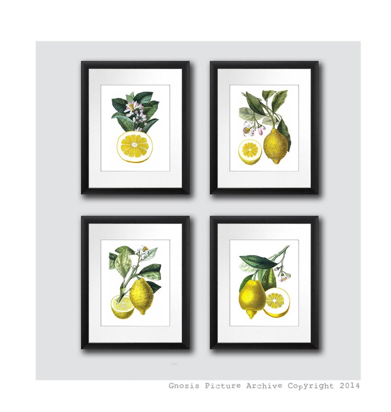 Lemon Art Prints Set of 4 Unframed Botanical Print Set Etsy - Etsy