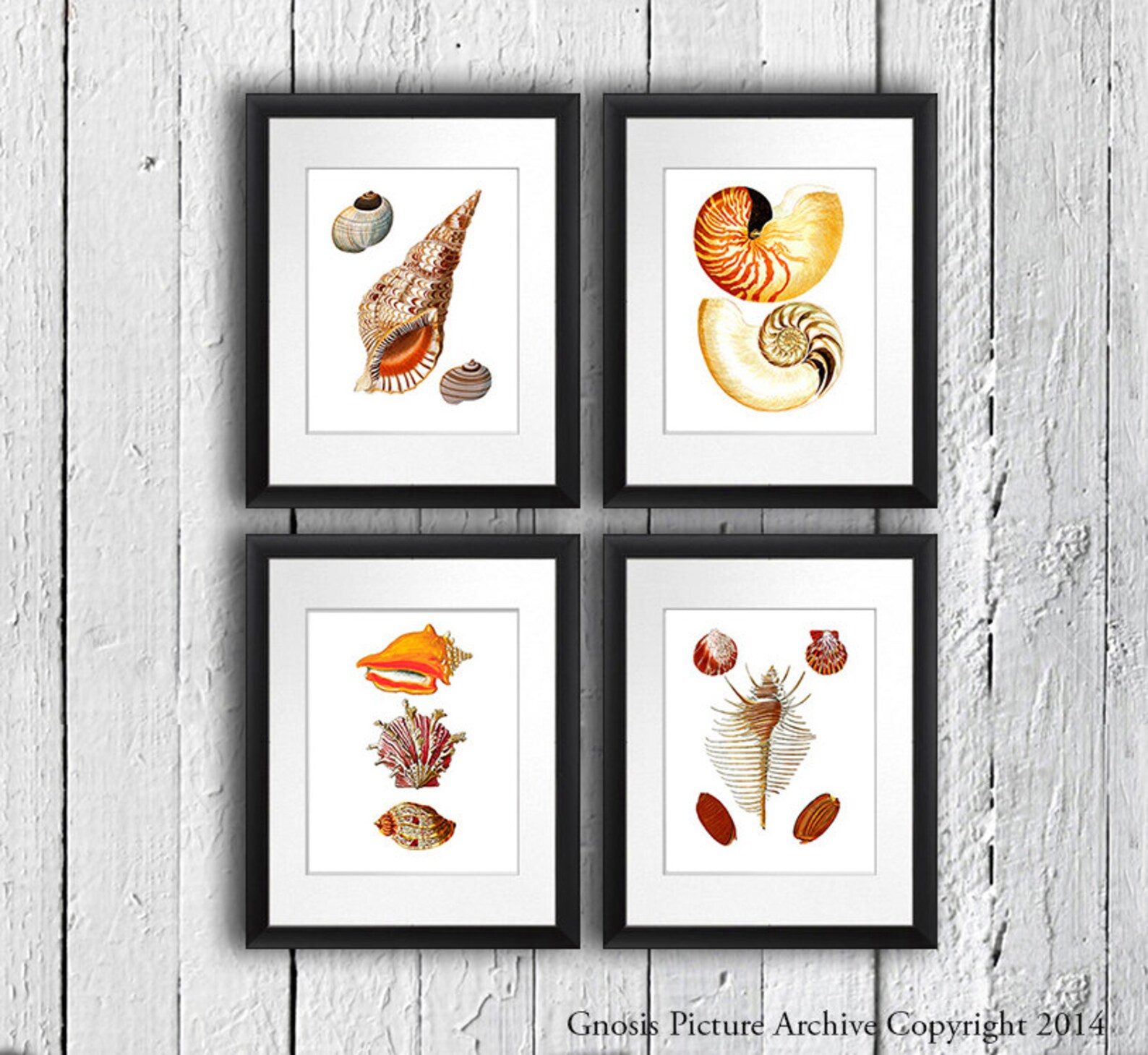 Sea Shells Beach Decor Set of 4 Art Prints Orange Brown Red - Etsy