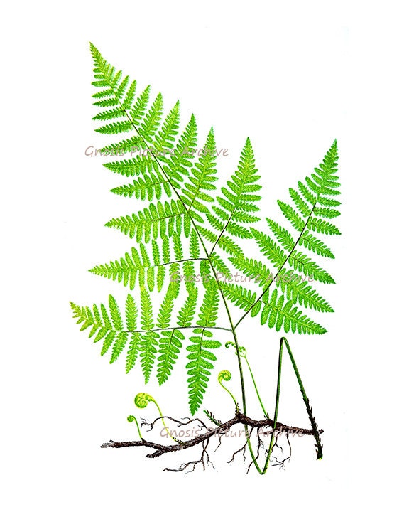 Fern Print Botanical Print Set of 9 Antique Fern Prints Leaf - Etsy