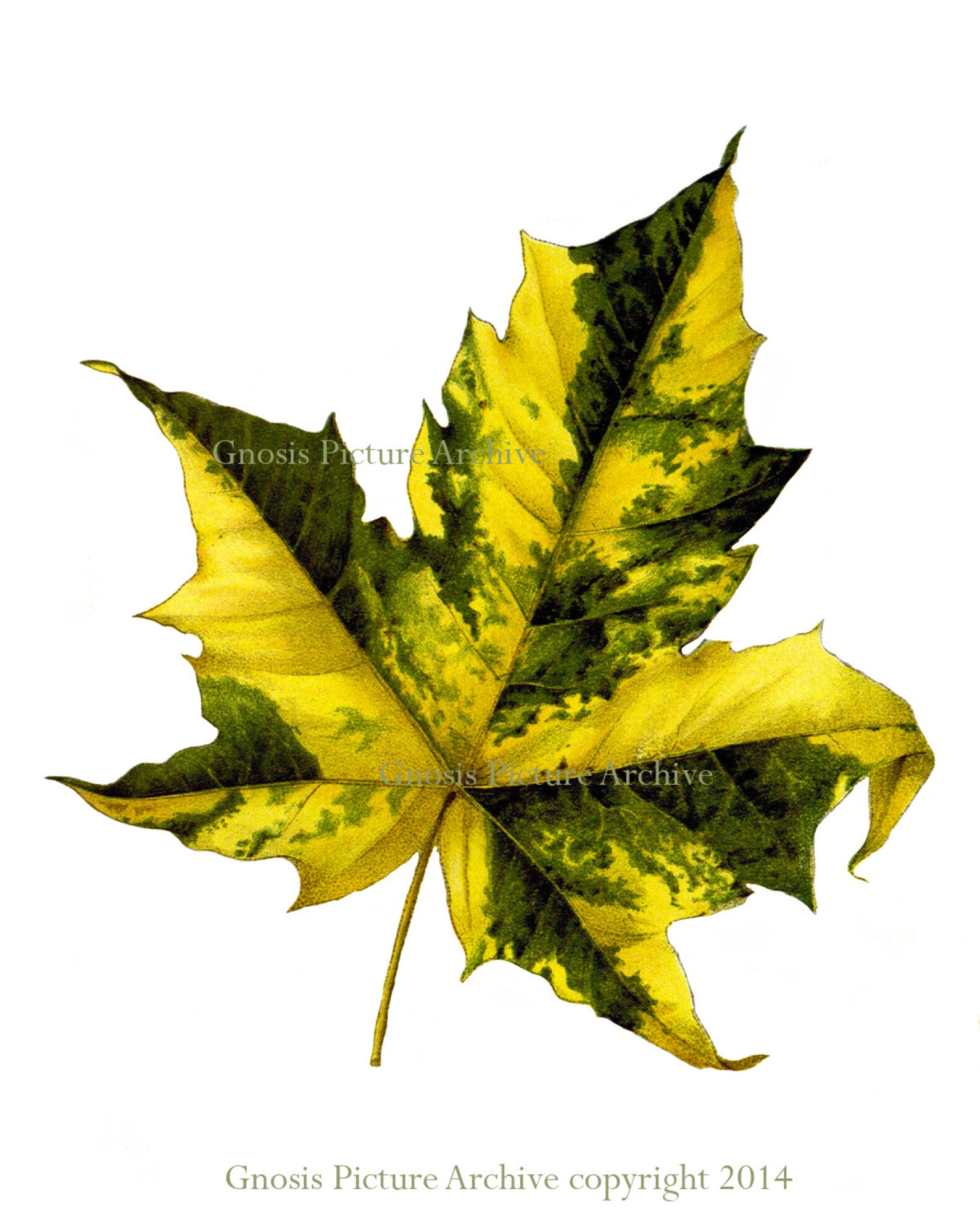 Fall Sale Maple Leaf Botanical Prints Set of 4 Fall Decoration - Etsy