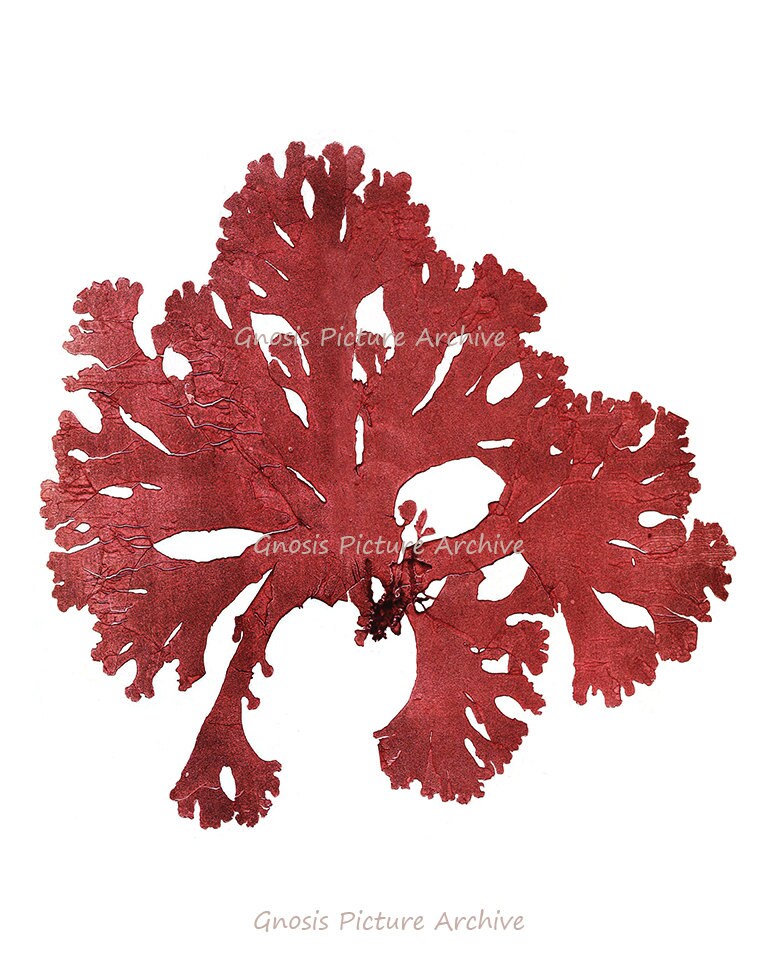 Vintage Botanical Seaweed Art Prints Set of 12 in Coral Red or Blue ...