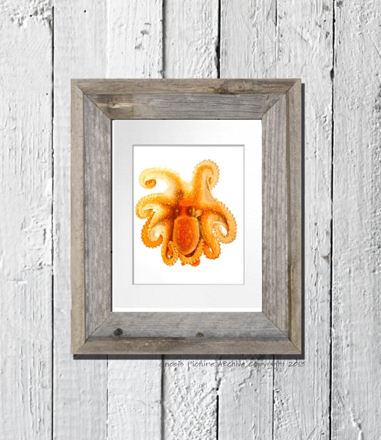 Wall Art Orange Octopus Print No.5 Sea Life Ocean Animals Art | Etsy