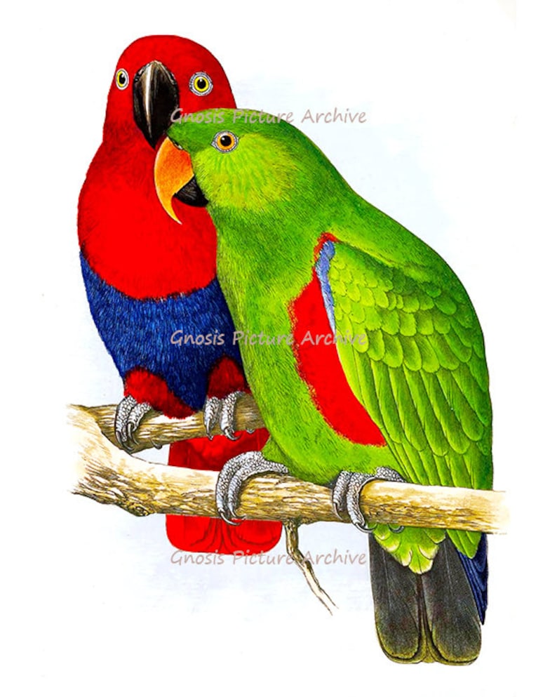 Birds Art Set of 6 Parrots Art Red Yellow Green Colorful - Etsy