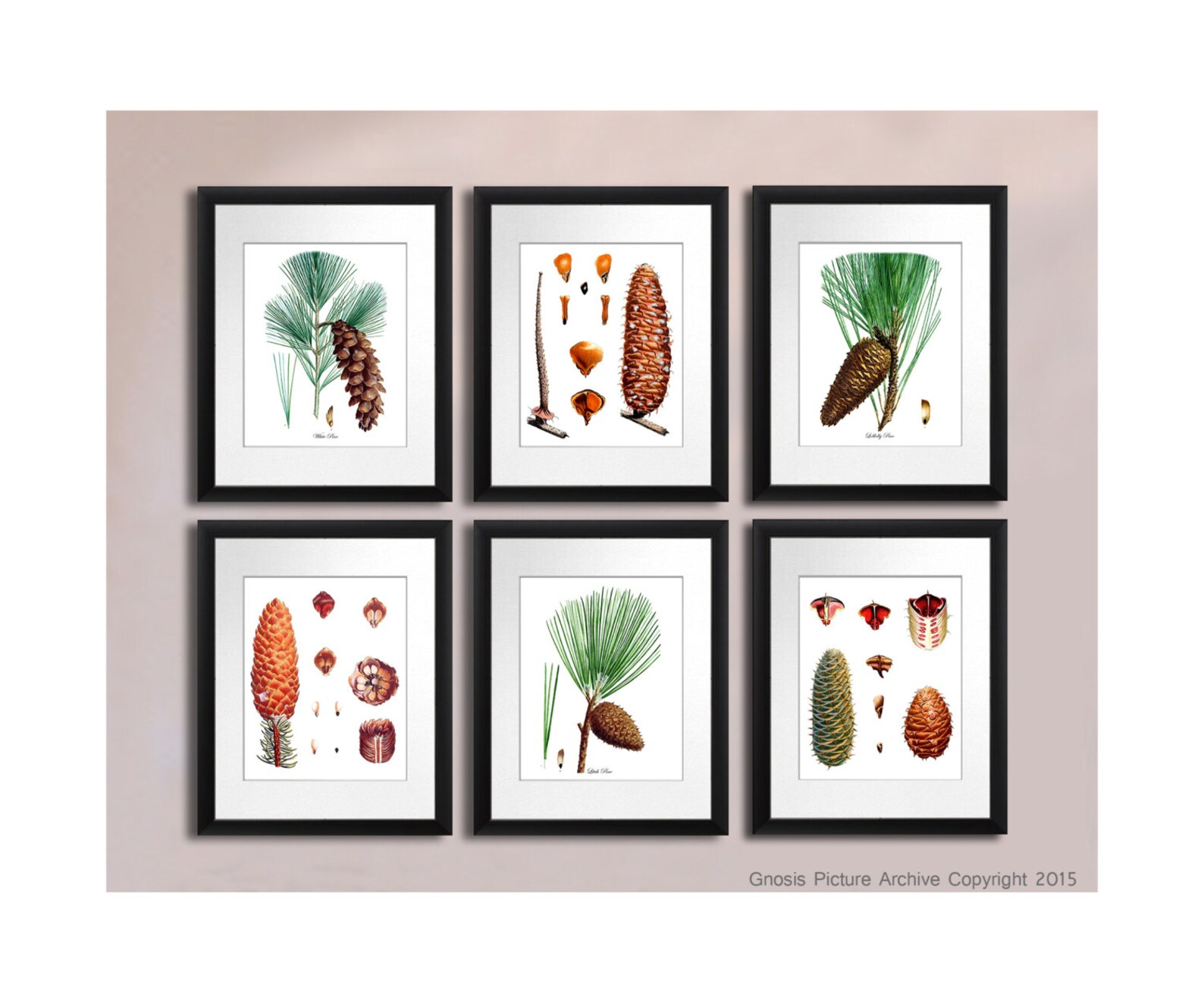 Forest Art Print Conifers Prints Set of 12, Botanical Art Print Pine ...
