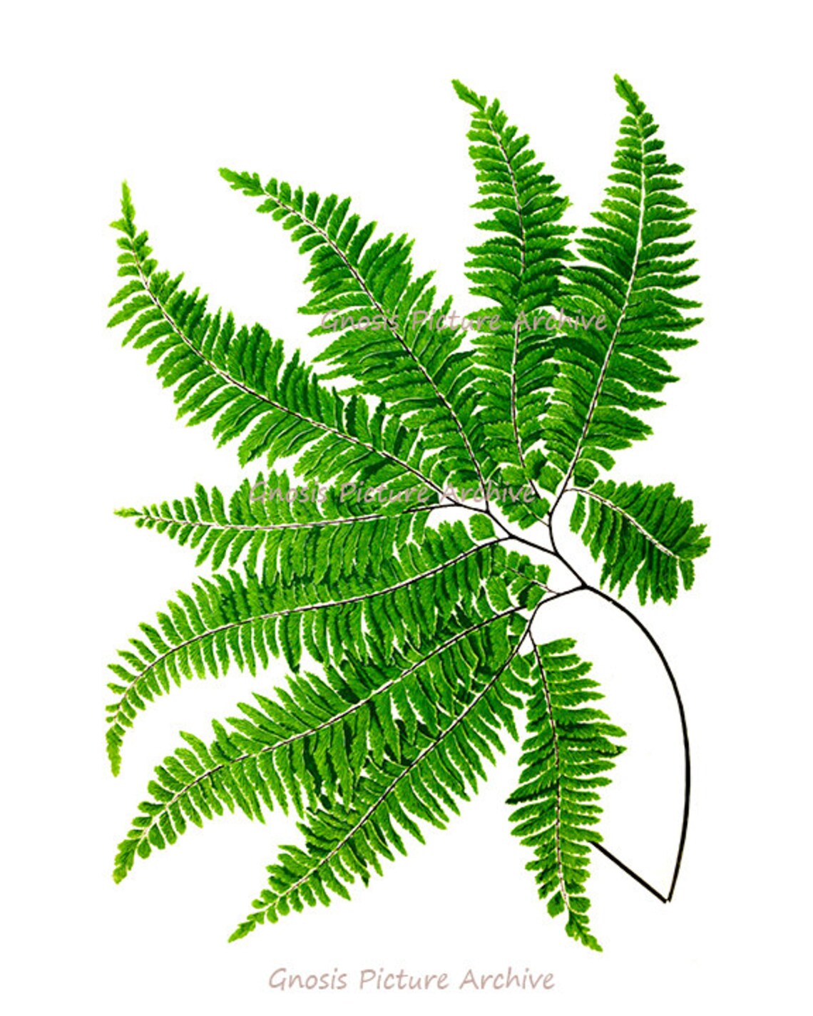 Fern Print Botanical Print Set of 9 Antique Fern Prints Leaf - Etsy