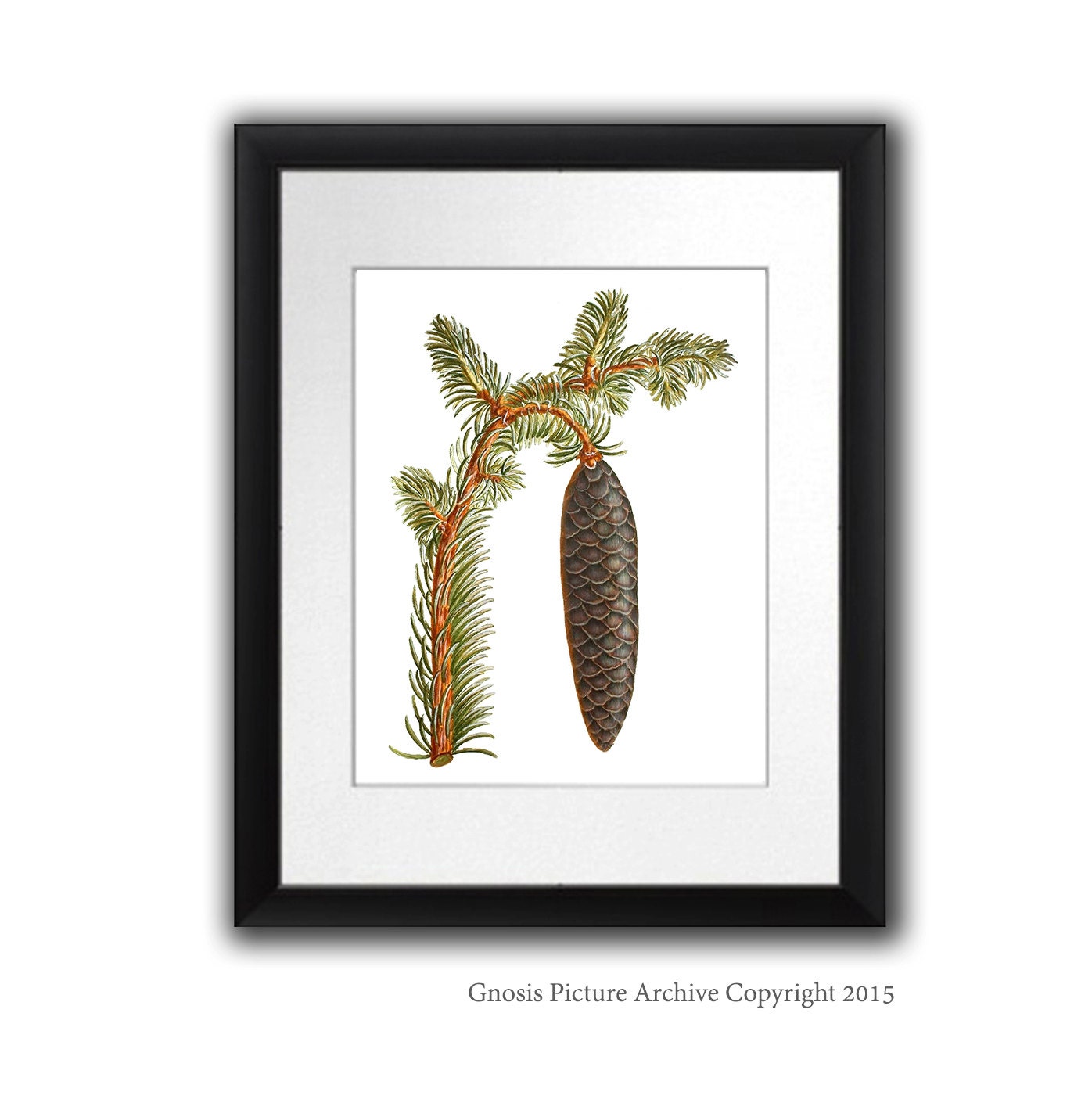 Antique Botanical Art Wall Hanging Conifers Print #12 Pinecone Winter ...