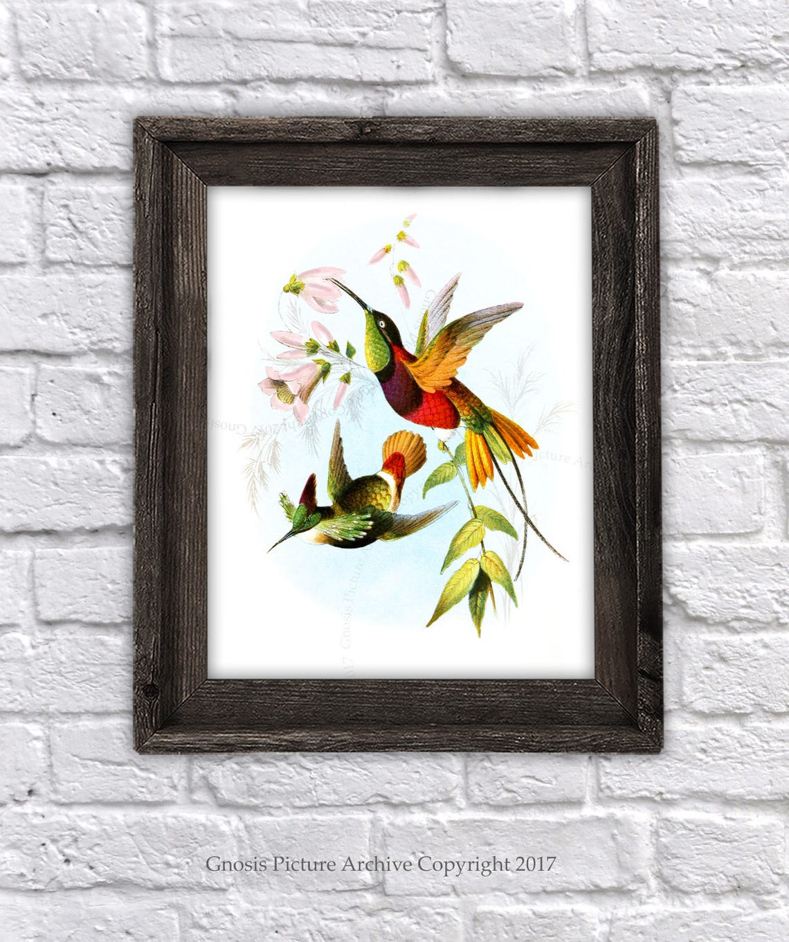 Vintage Hummingbirds Set of 2 Unframed Art Prints Birds and Botanical ...