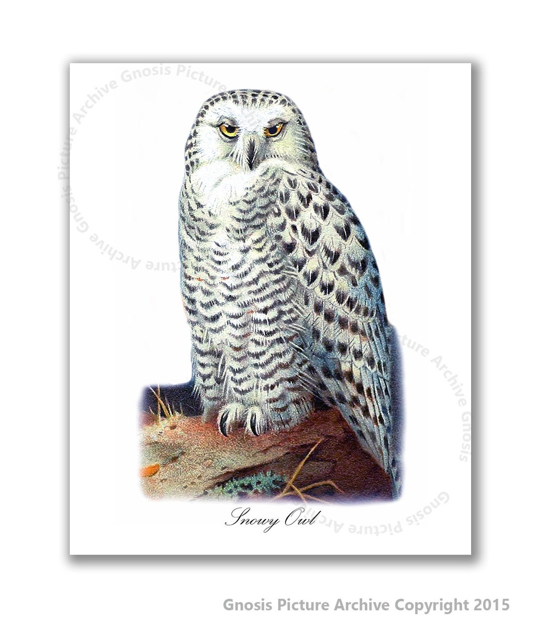 Snowy Owl Art Print 8x10" Owl Print #1 Antique Bird Print, Gnosis ...
