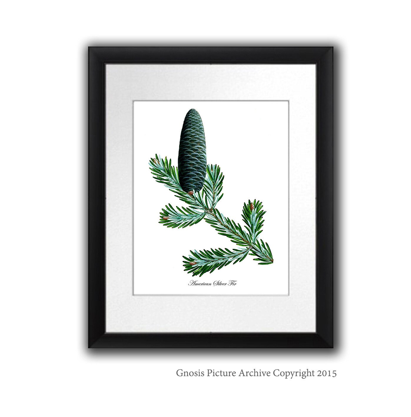 Antique Botanical Print Conifers Print #2 American Silver Fir Evergreen ...
