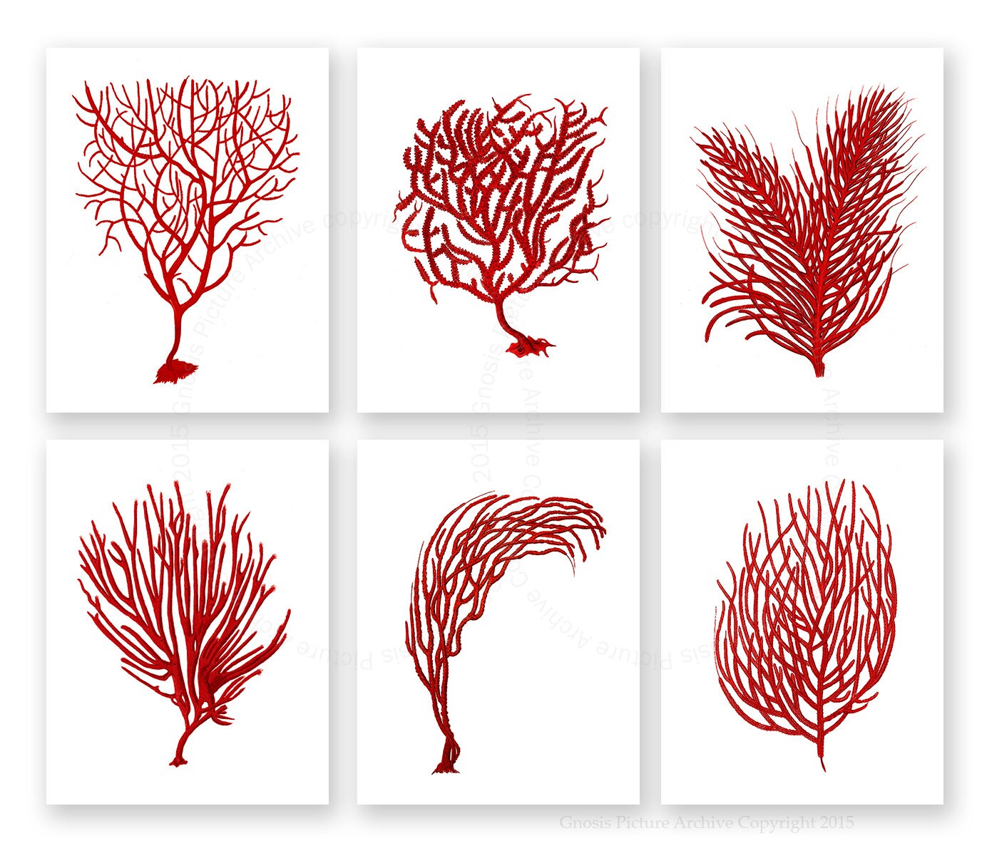 Beach Decor, Red Sea Coral Art, Set of 6 Wall Art Prints, Bold Red ...