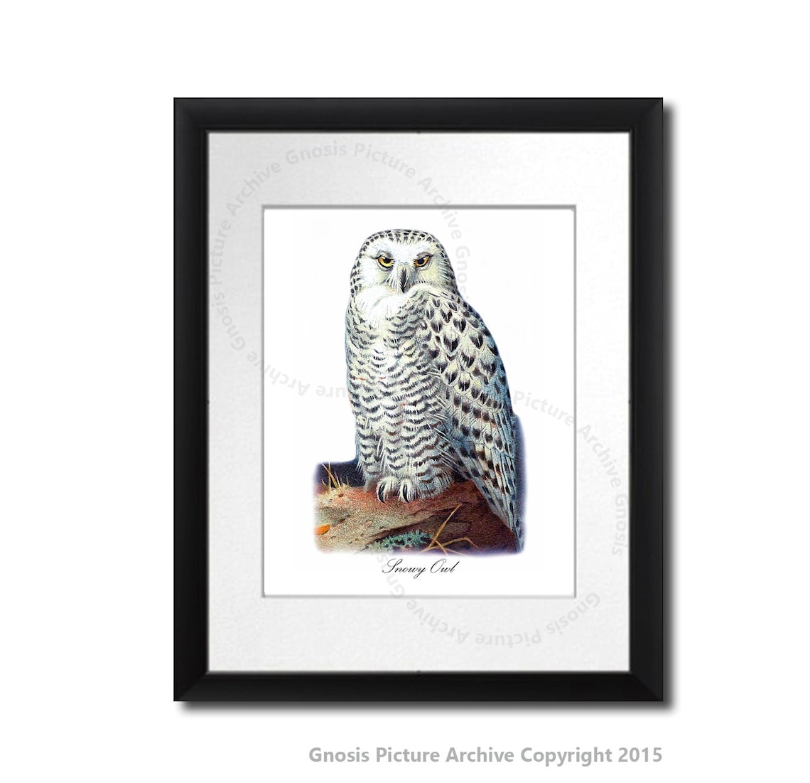 Snowy Owl Art Print 8x10 Owl Print 1 Antique Bird | Etsy