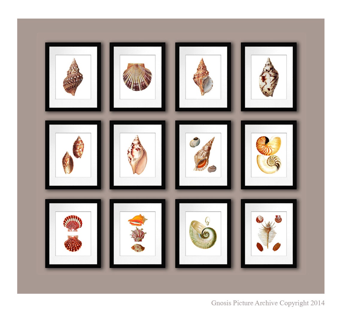 Seashells Wall Decor Set of 12 Unframed Art Prints Sea Shells - Etsy