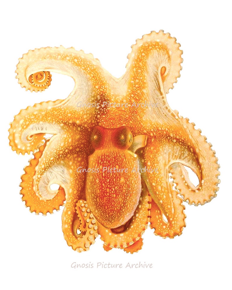Wall Art Orange Octopus Print No.5 Sea Life Ocean Animals Art - Etsy