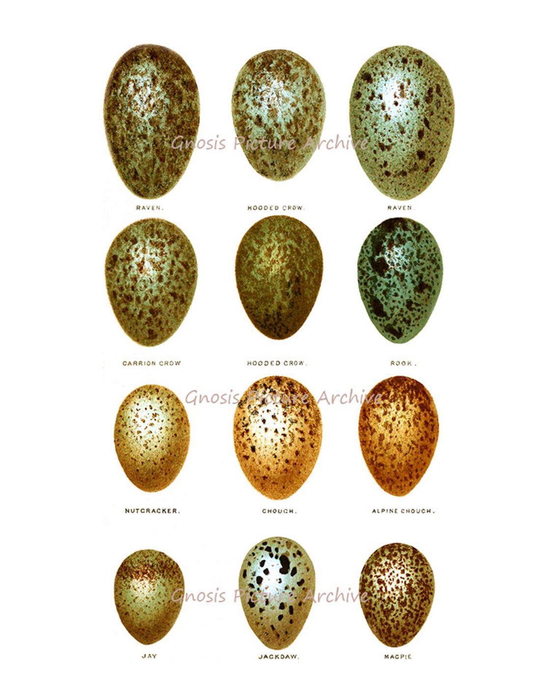 Bird Eggs Wall Decor Set Of 6 Unframed Art Prints For Great Etsy