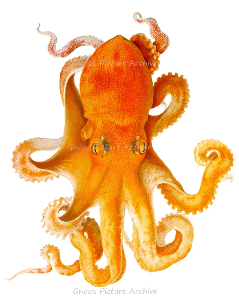 Beach Decor Orange Octopus Print Cephalopod No.9 Sea Creature - Etsy